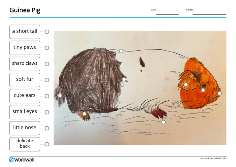 Guinea Pig Labelled Diagram | PDF