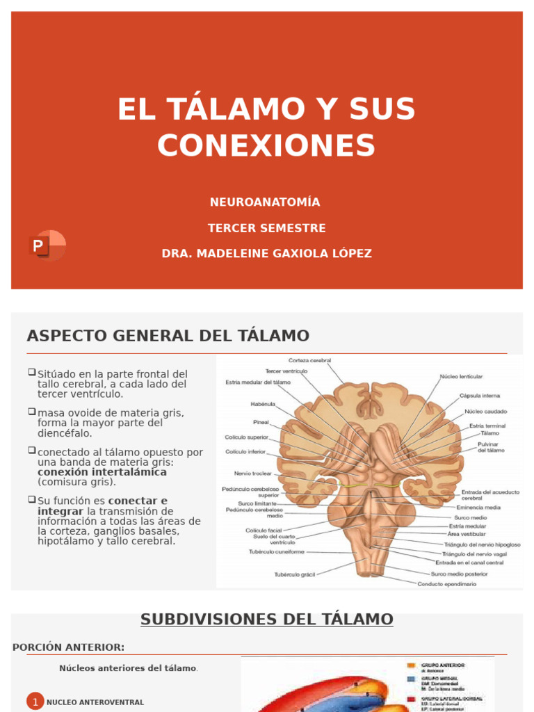 El Tálamo y Sus Conexiones | PDF | Tálamo | Cerebro