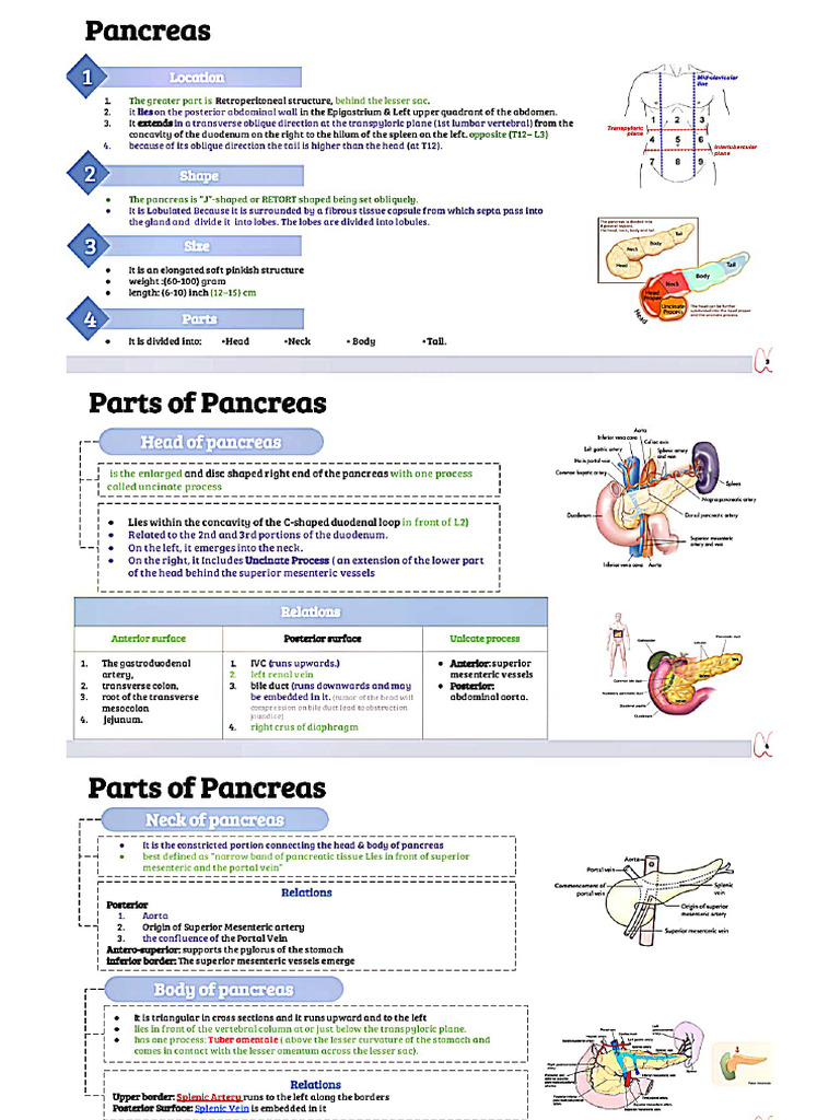 Pancreas | PDF