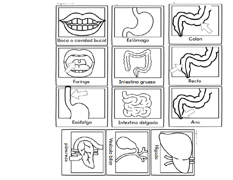 Partes Sistema Diges | PDF