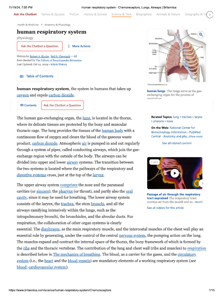 Respiration in Human Beings | PDF