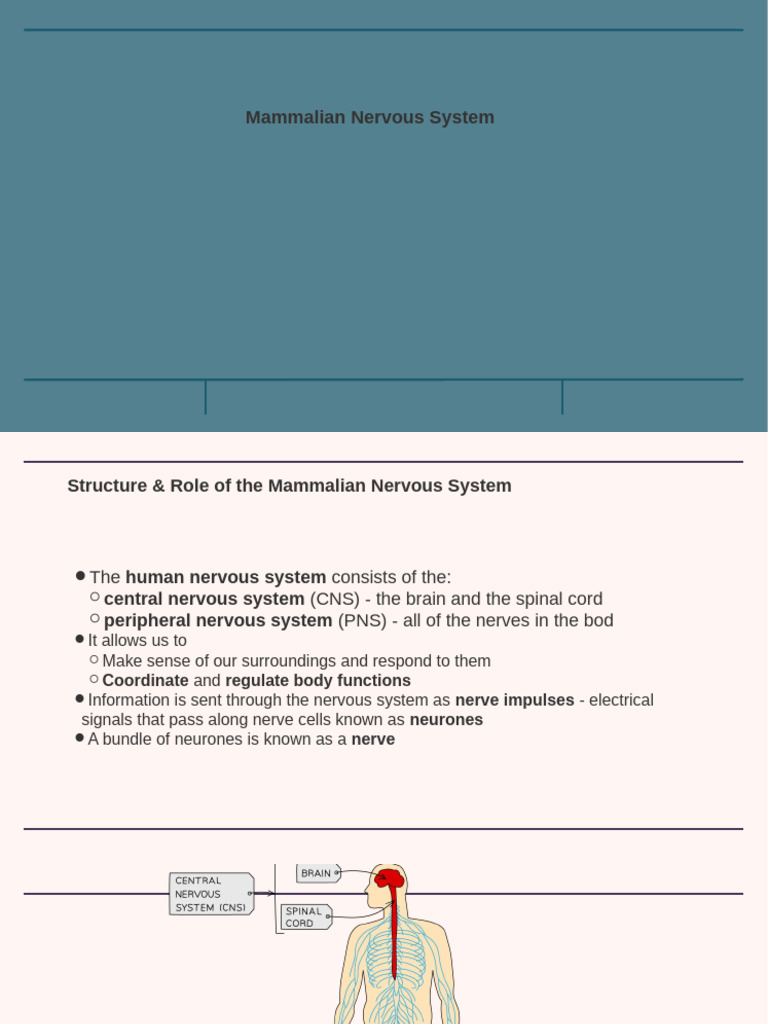 Coordination and Control 2024 | PDF | Neuron | Nervous System