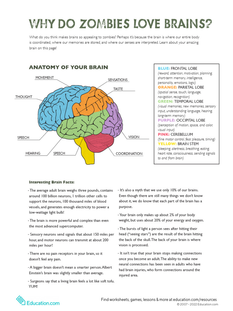 Fascinating Facts About the Brain | PDF | Brain | Senses