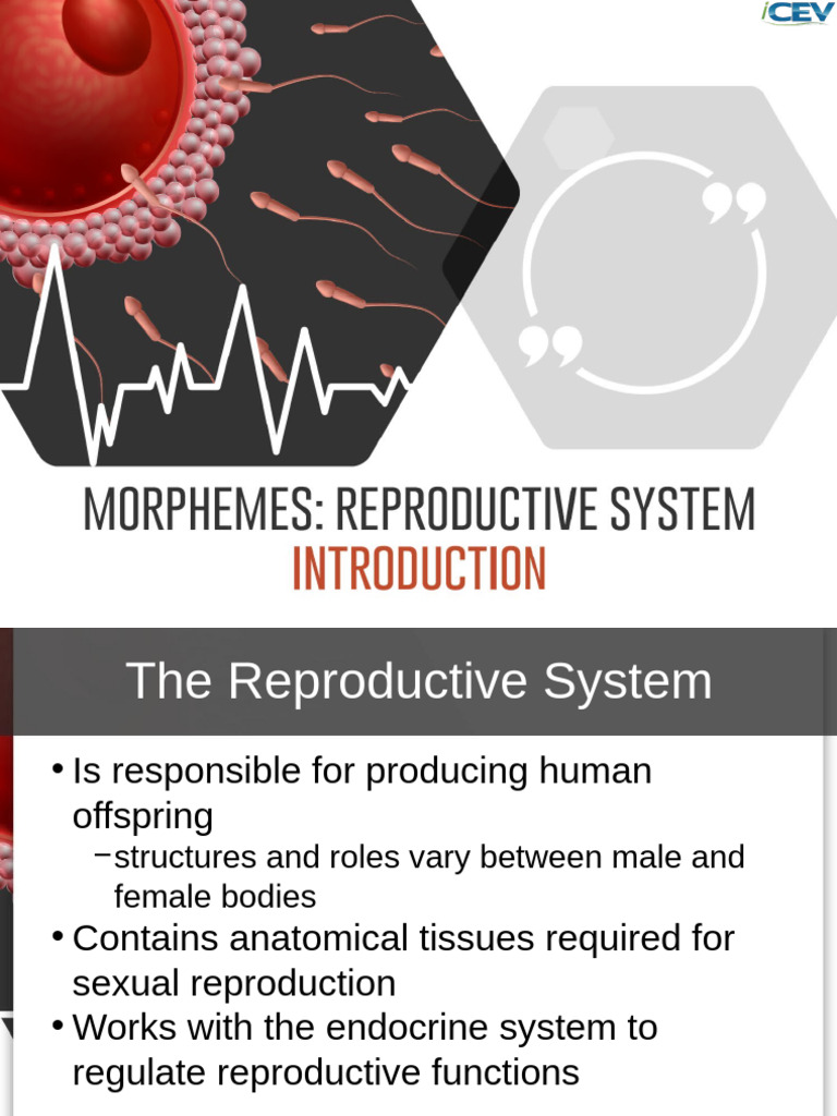 Introduction: Reproductive System | PDF | Labia | Reproductive System