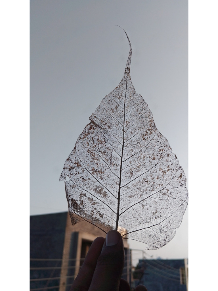 Com Google Android Apps Nbu Files Documentbrowser | PDF