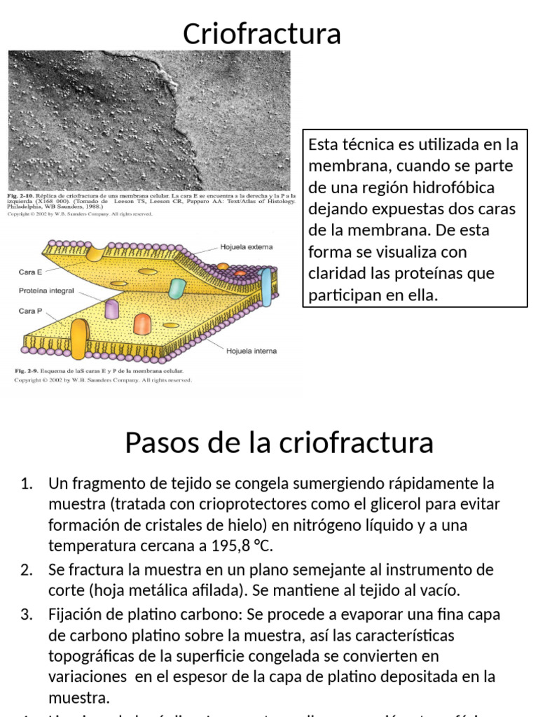 Técnica de Criofractura en Membranas | PDF