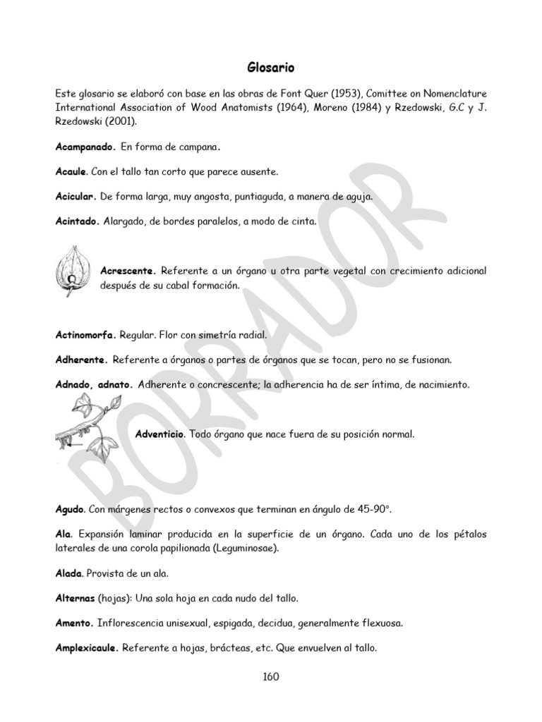 Glosario Plantas | PDF | Tallo de la planta | Hoja