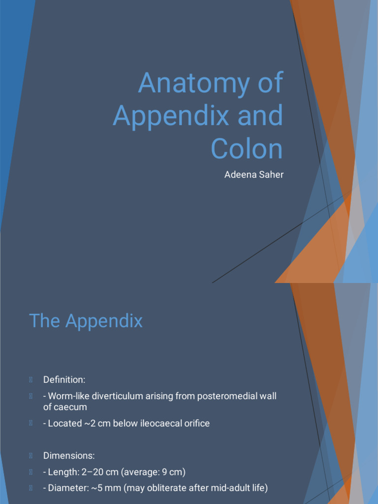 Detailed Anatomy of Appendix and Colon | PDF | Large Intestine | Anatomy