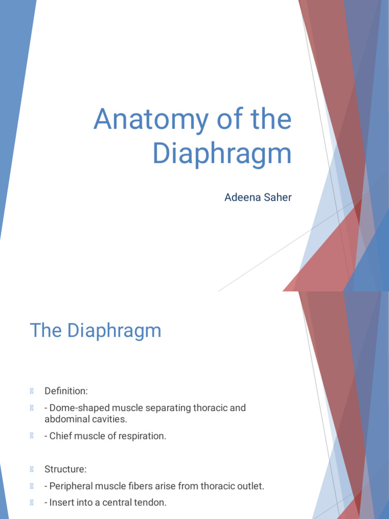 Diaphragm | PDF | Thorax (Human Anatomy)