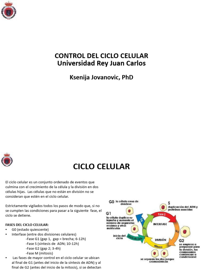 L11 Control Del Ciclo Celular | PDF | Ciclo celular | Apoptosis