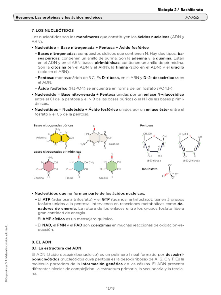 Resumen tema 3 ÁCIDOS NUCLEICOS | PDF | Rna | Nucleótidos