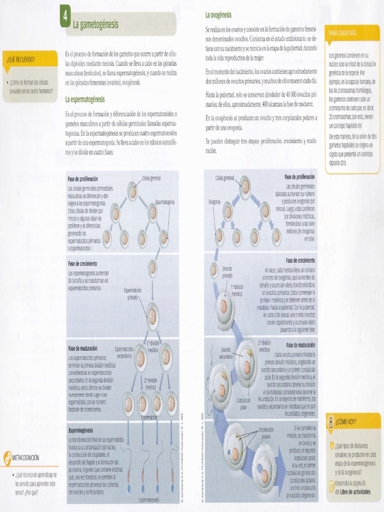 Texto Sobre La Gametogenesis 4to-2024 | PDF