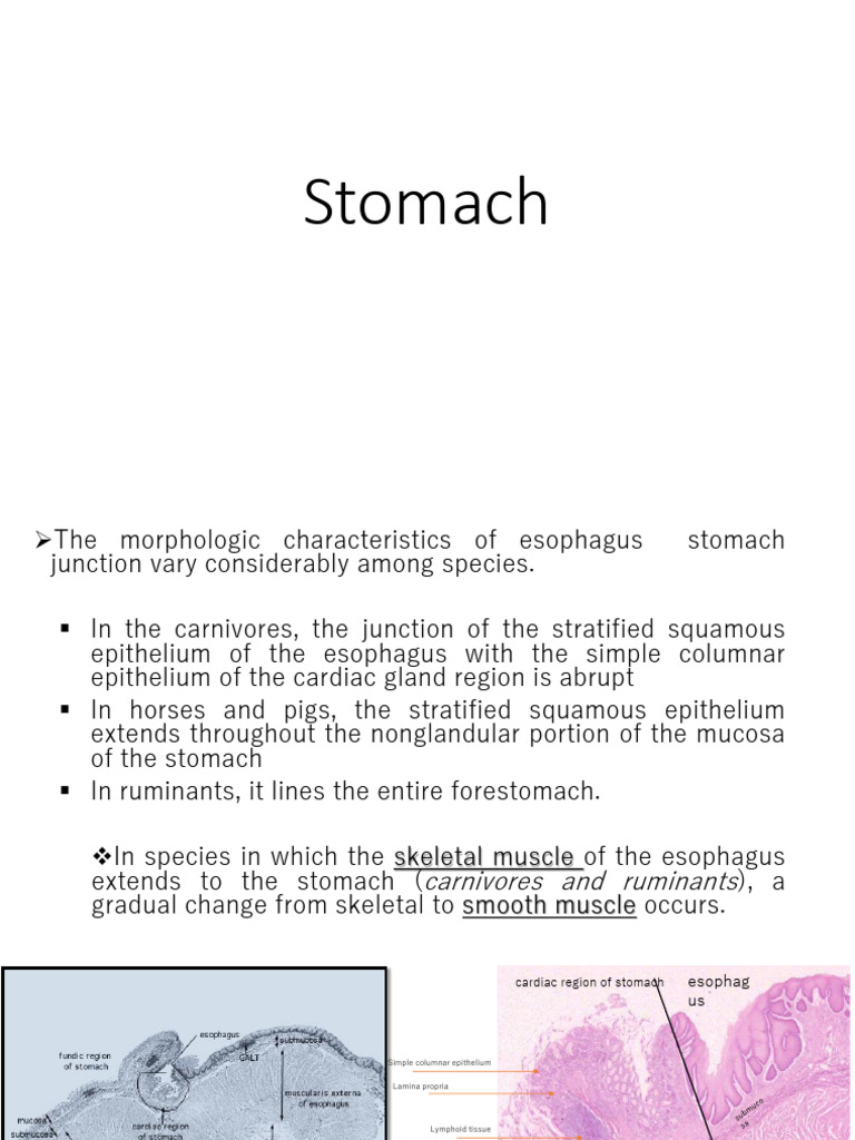 Stomach Anatomy and Species Variations | PDF | Stomach | Epithelium