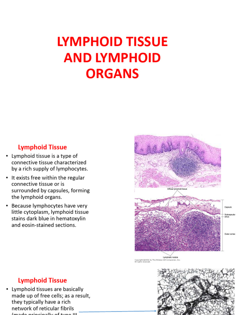 Lymphoid Tissue and Lymphoid Organs | PDF | Lymph Node | Lymphatic System