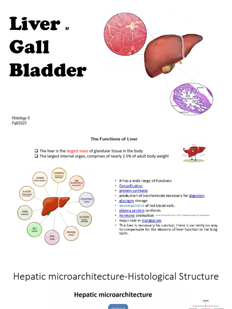 Liver and Gallbladder Histology Overview | PDF | Liver | Gallbladder
