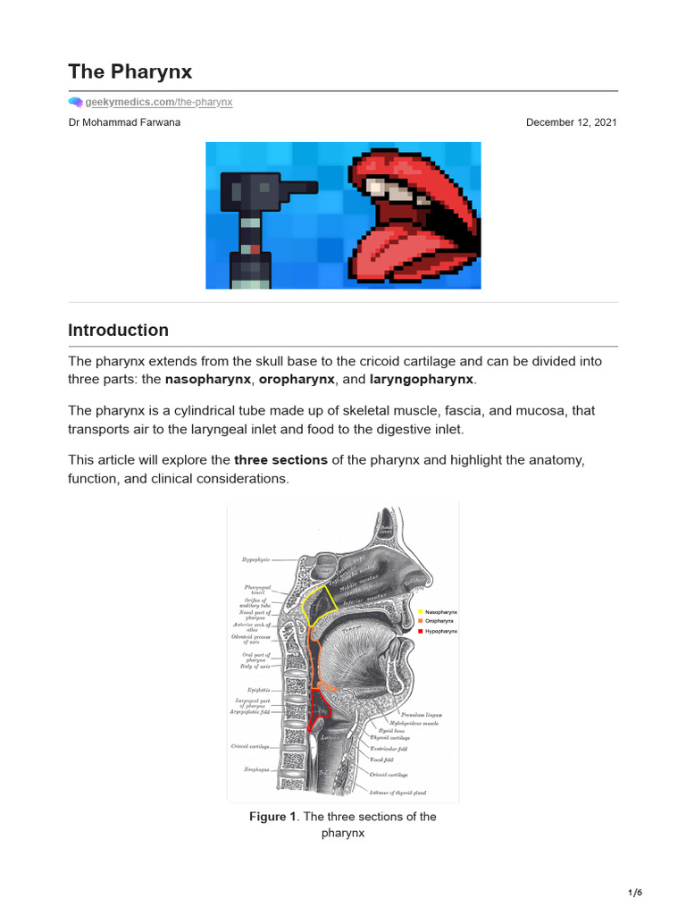 The Pharynx | PDF | Human Head And Neck | Otorhinolaryngology
