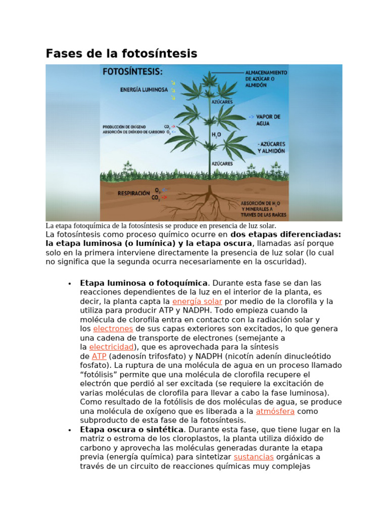 Fases de La Fotosíntesis | PDF