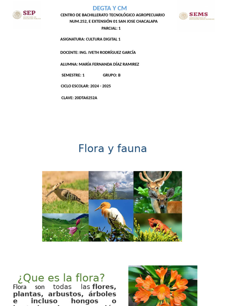 Flora Ya Fauna Maria Fermanda | PDF | Fauna | Fauna silvestre