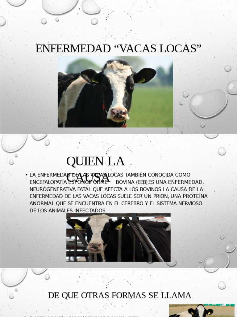Enfermedad de las Vacas Locas: Causas y Prevención | PDF