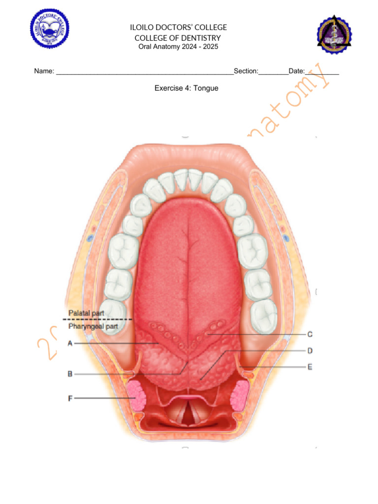 24 25 OA Ex4 Tongue 1 | PDF