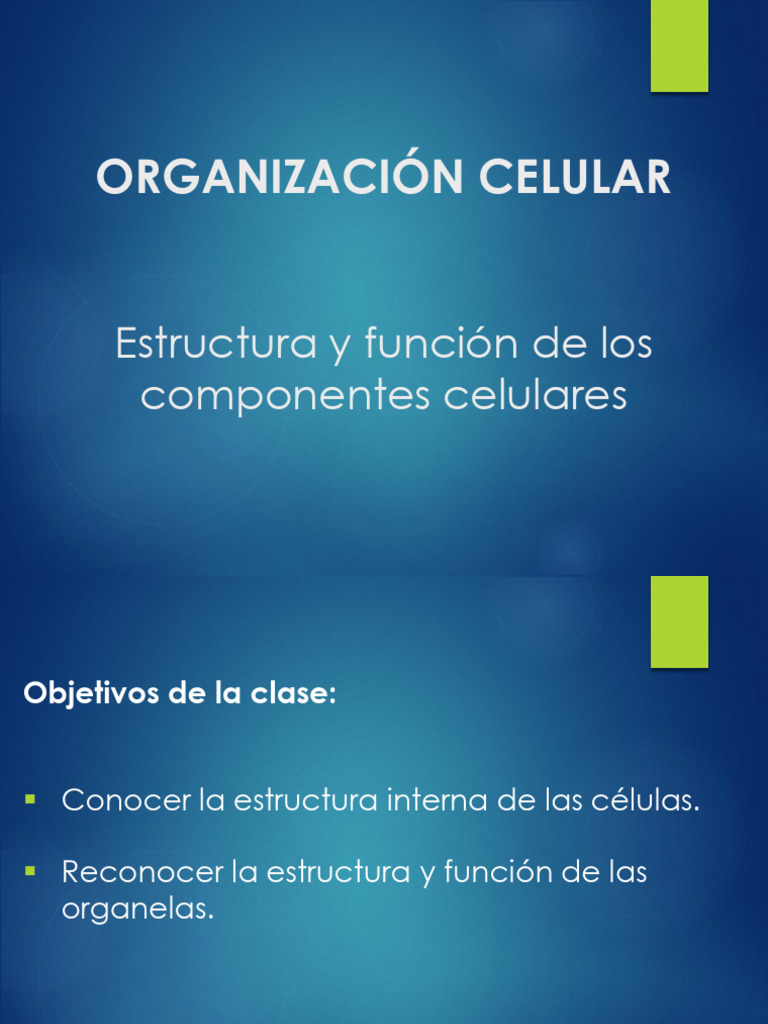 Estructura y Función de la Célula Eucariota | PDF | Biología Celular ...