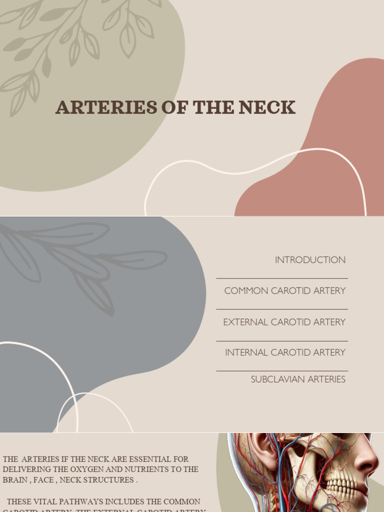 Anatomy of Neck Arteries Explained | PDF | Common Carotid Artery ...
