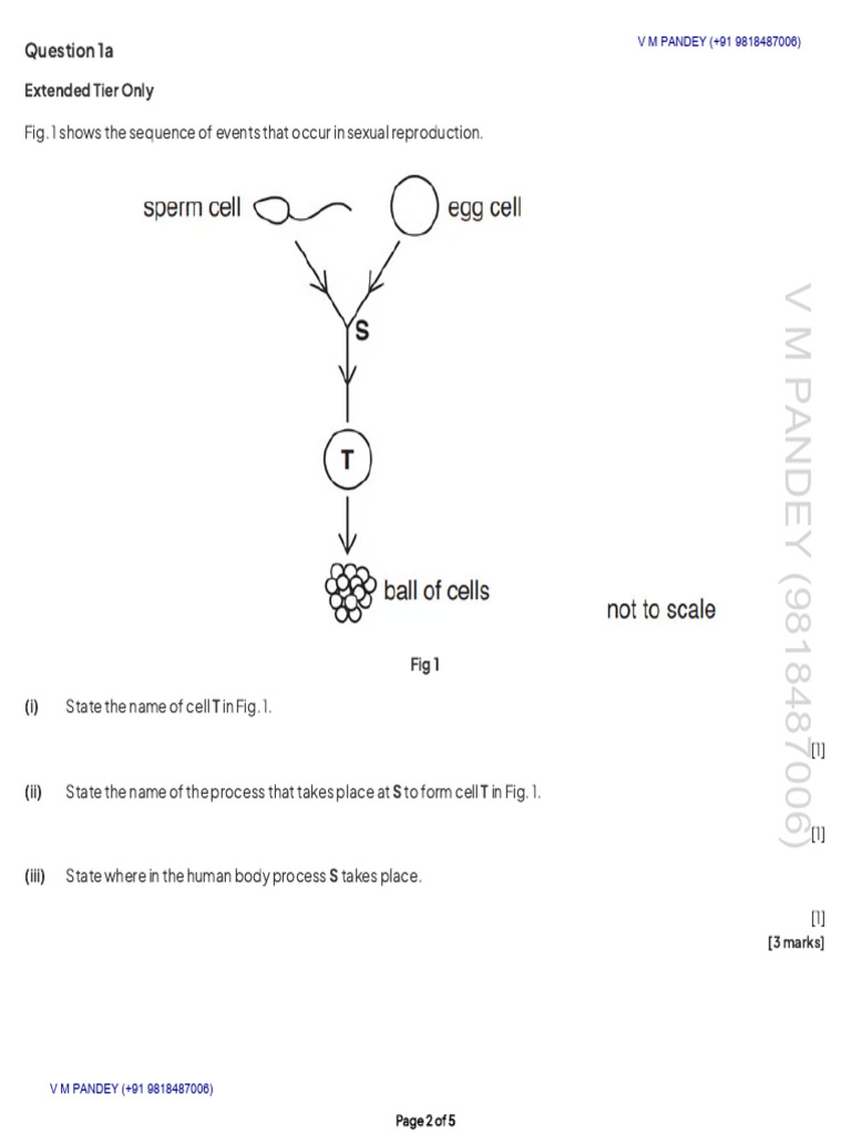 Human Genetics: Tongue Rolling Traits | PDF | Genotype | Zygosity