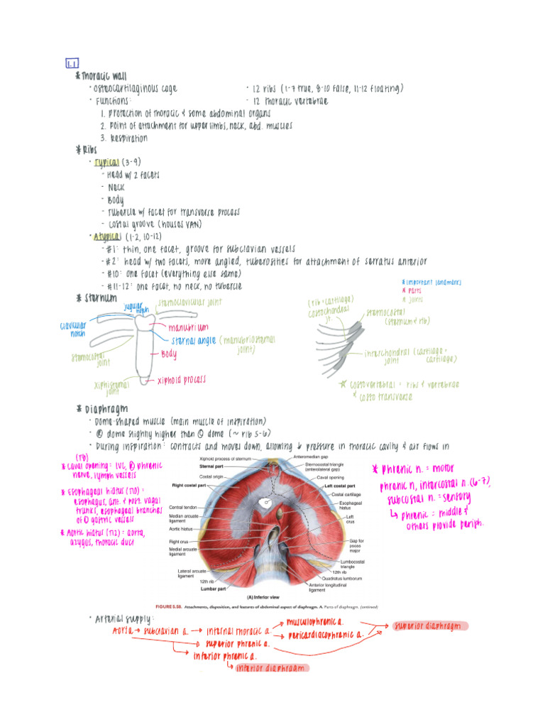 Dissection 1 & 2 Anatomy Objectives | PDF | Atrium (Heart) | Ventricle ...