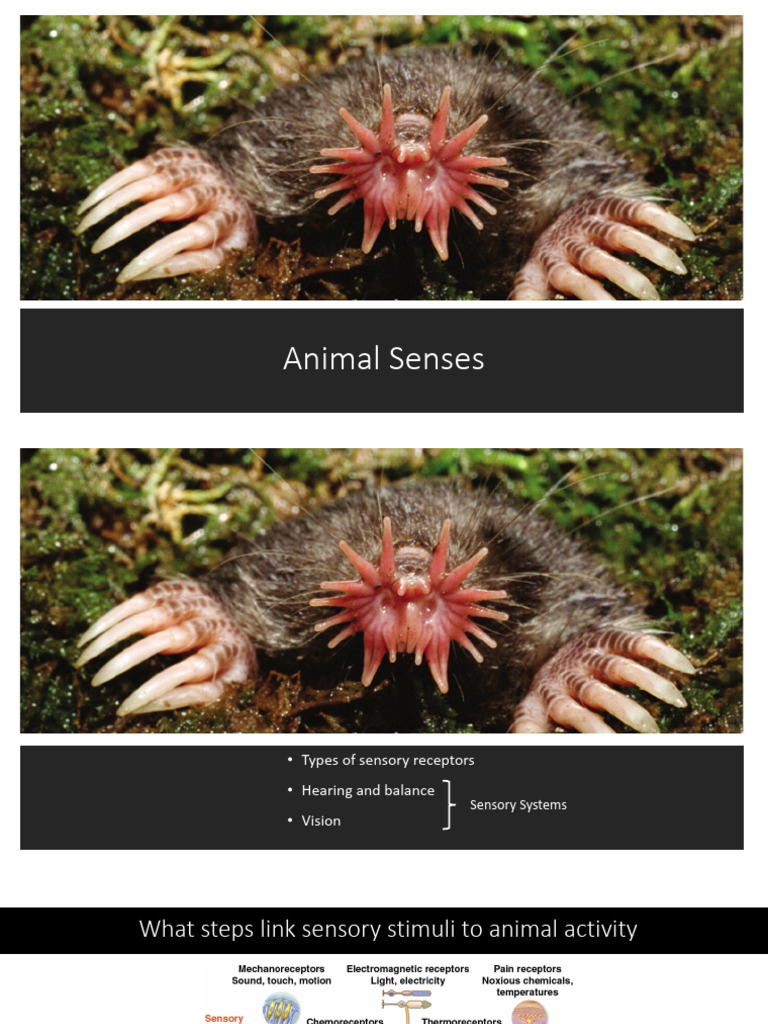 Understanding Animal Sensory Systems | PDF | Action Potential ...