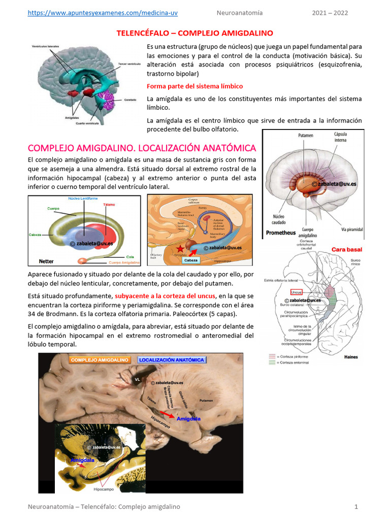 Neuroanatomia Tema36 Telencefalo Complejo-Amigdalino | PDF | Amígdala ...