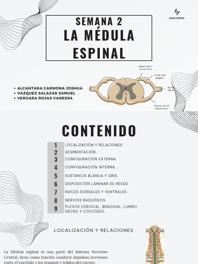 Anatomia Medula Espinal | PDF | Médula espinal | Neuroanatomía