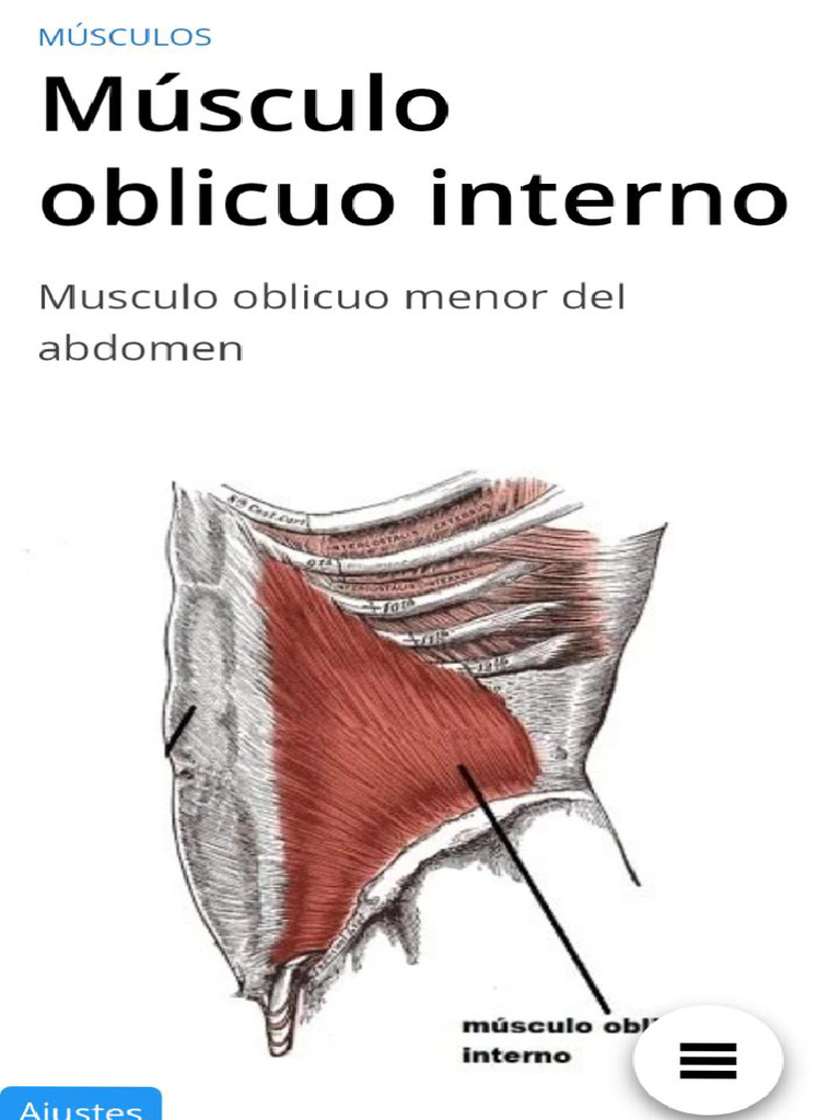 músculo oblicuo interno y externo | PDF
