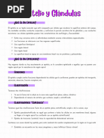 05 Tejidos Epiteliales III Especializaciones Del Dominio Basolateral ...