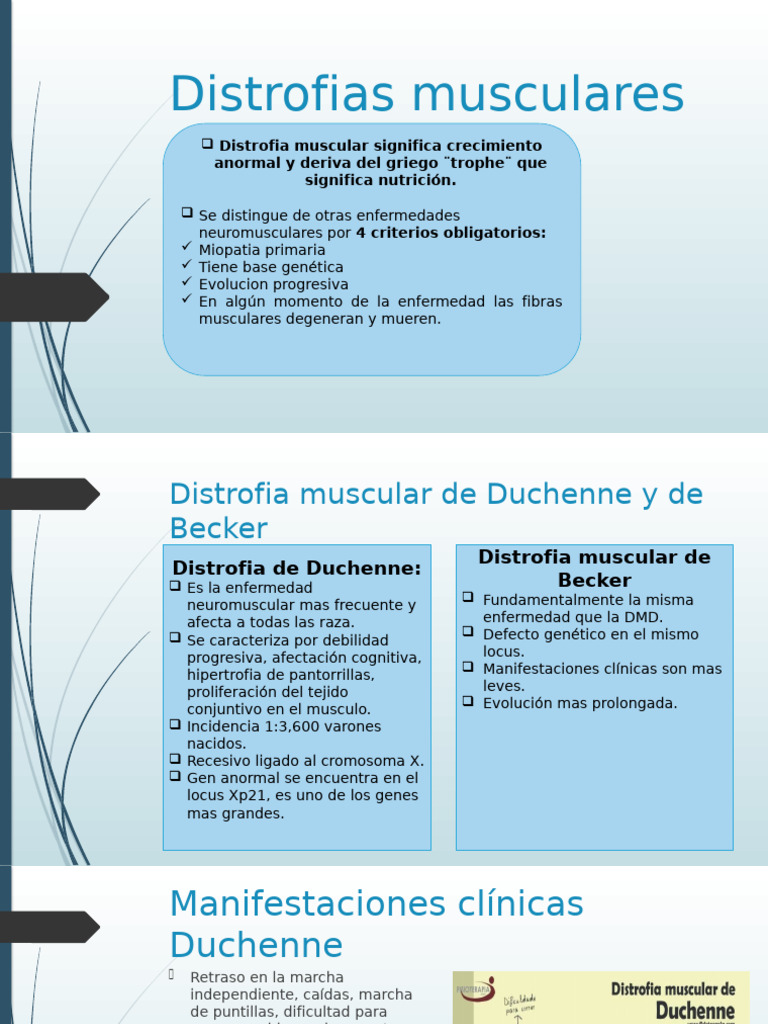 Distrofias Musculares | PDF | Especialidades Medicas | Trastornos ...