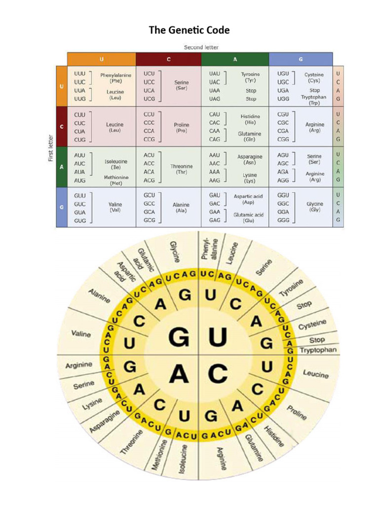 GENETIC-CODE | PDF