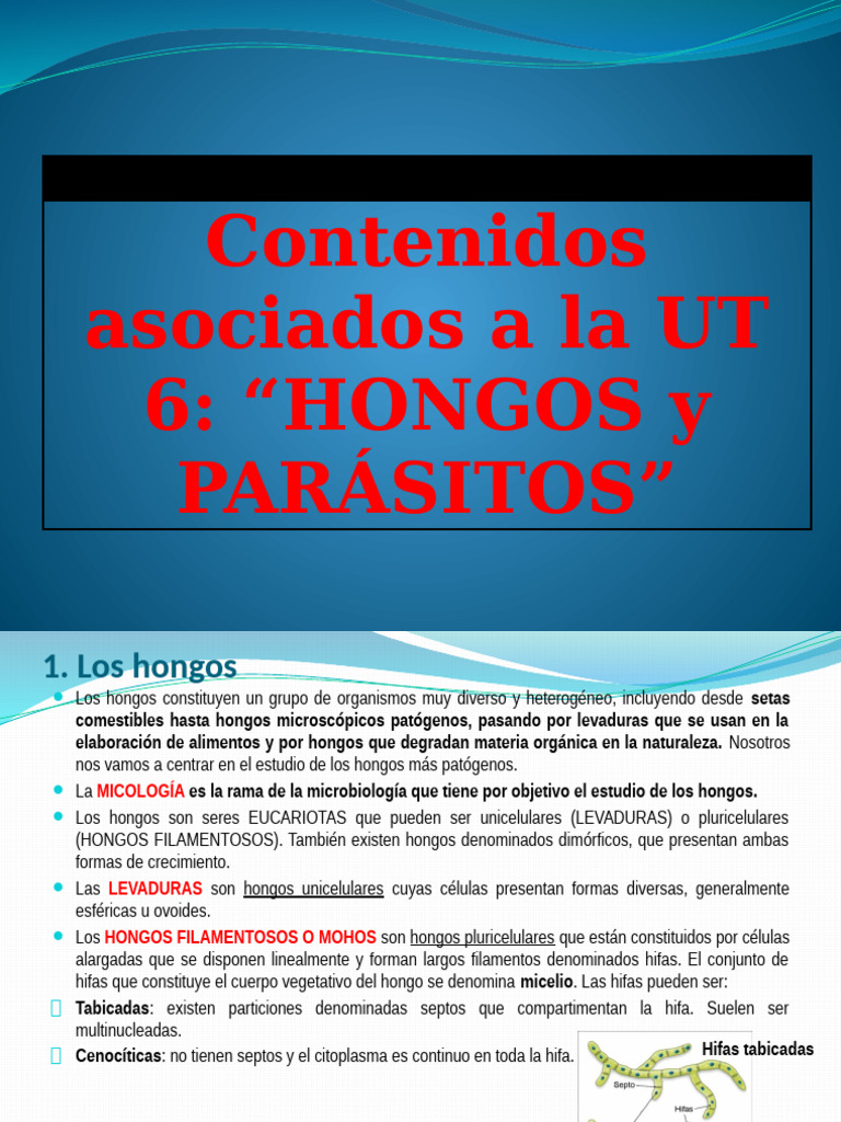 Ud6 Hongos | PDF | Hongo | Microbiología