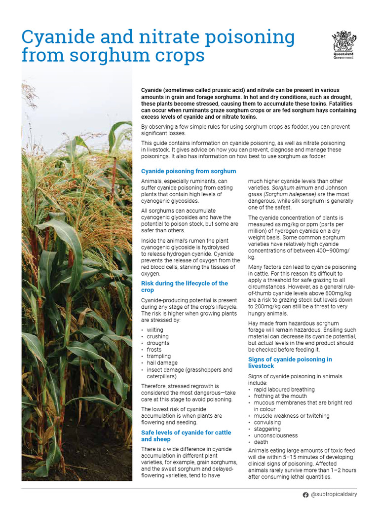Cyanide and Nitrate Poisoning From Sorghum Crops | PDF | Nitrate | Cyanide