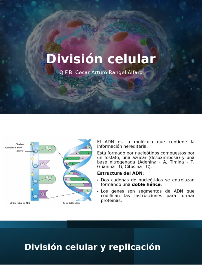 División Celular | PDF | Mitosis | Mitosis