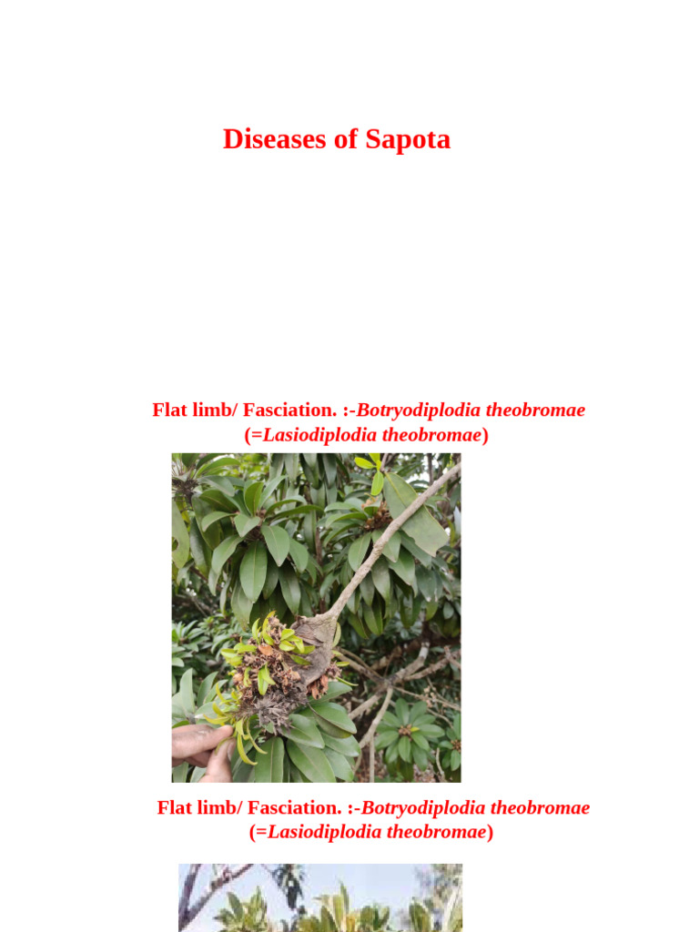 Flat Limb Disease in Sapota | PDF | Plants | Botany
