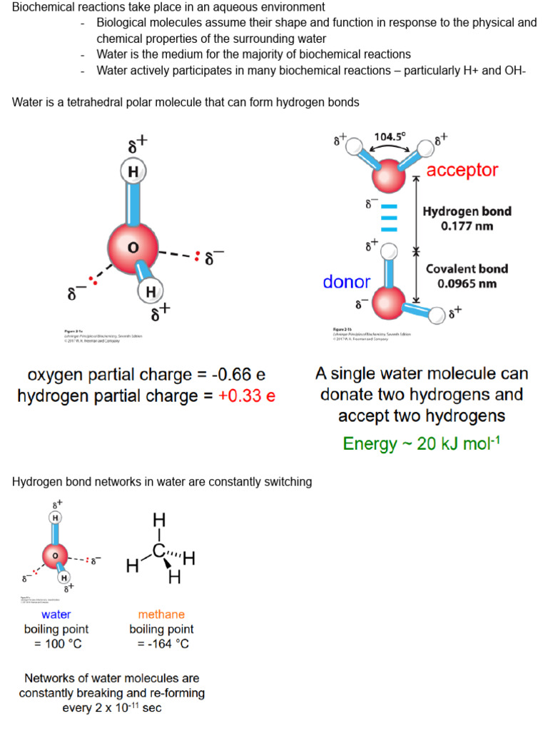 Lecture 2 - Water and Buffers | PDF
