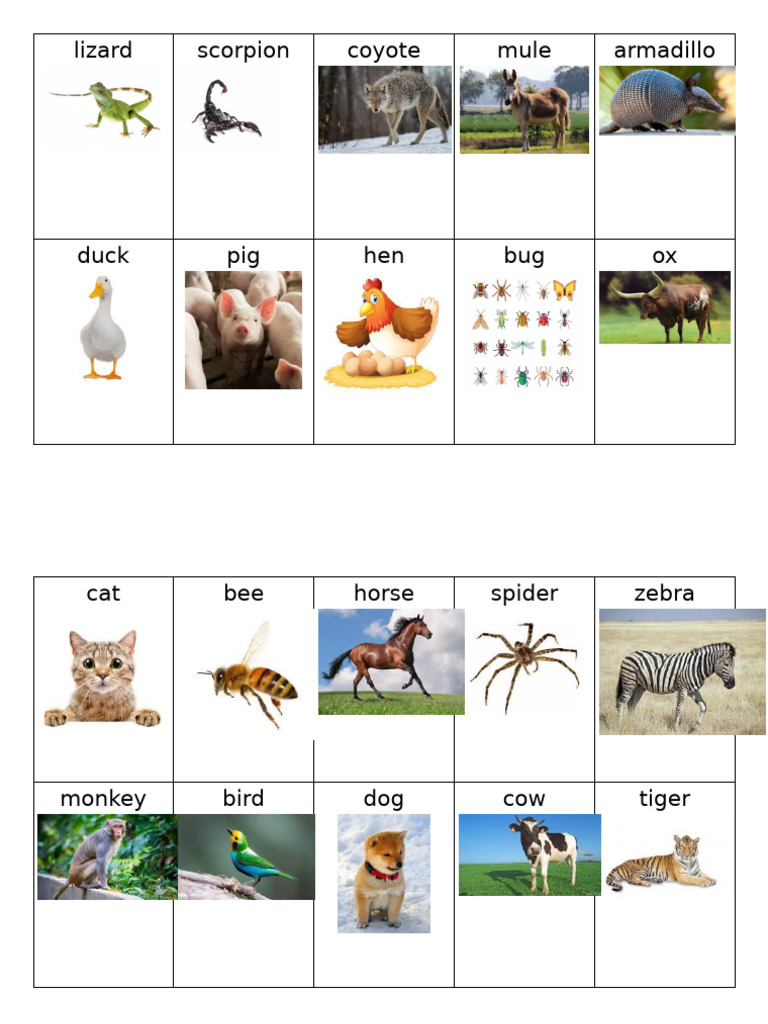 Animal | PDF
