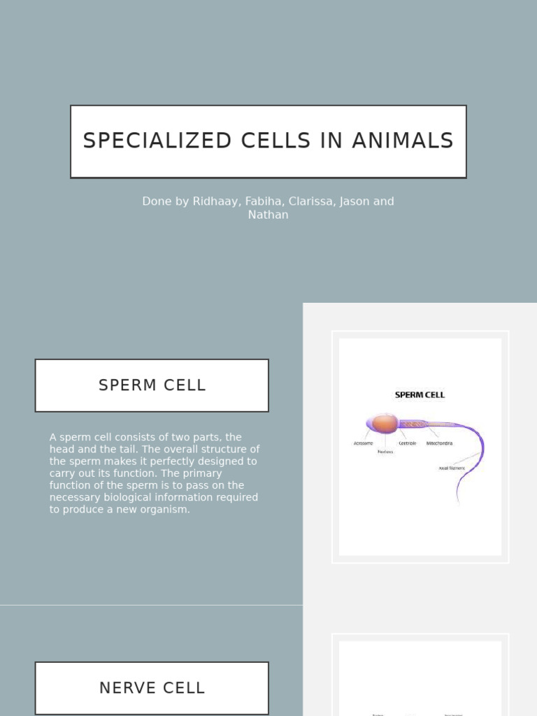 SPECIALIZED CELLS IN ANIMALS | PDF
