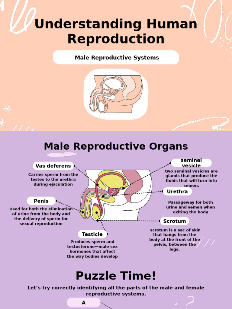 Understanding Human Reproduction Education Presentation in Peach Violet ...