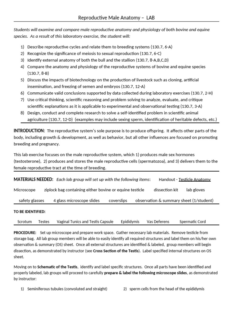 Male Reproductive Anatomy Lab | PDF | Testicle | Reproduction