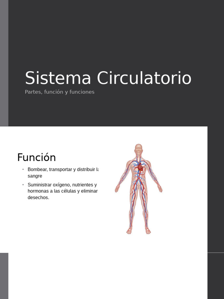 Sistema Circulatorio | PDF | Sistema circulatorio | Corazón