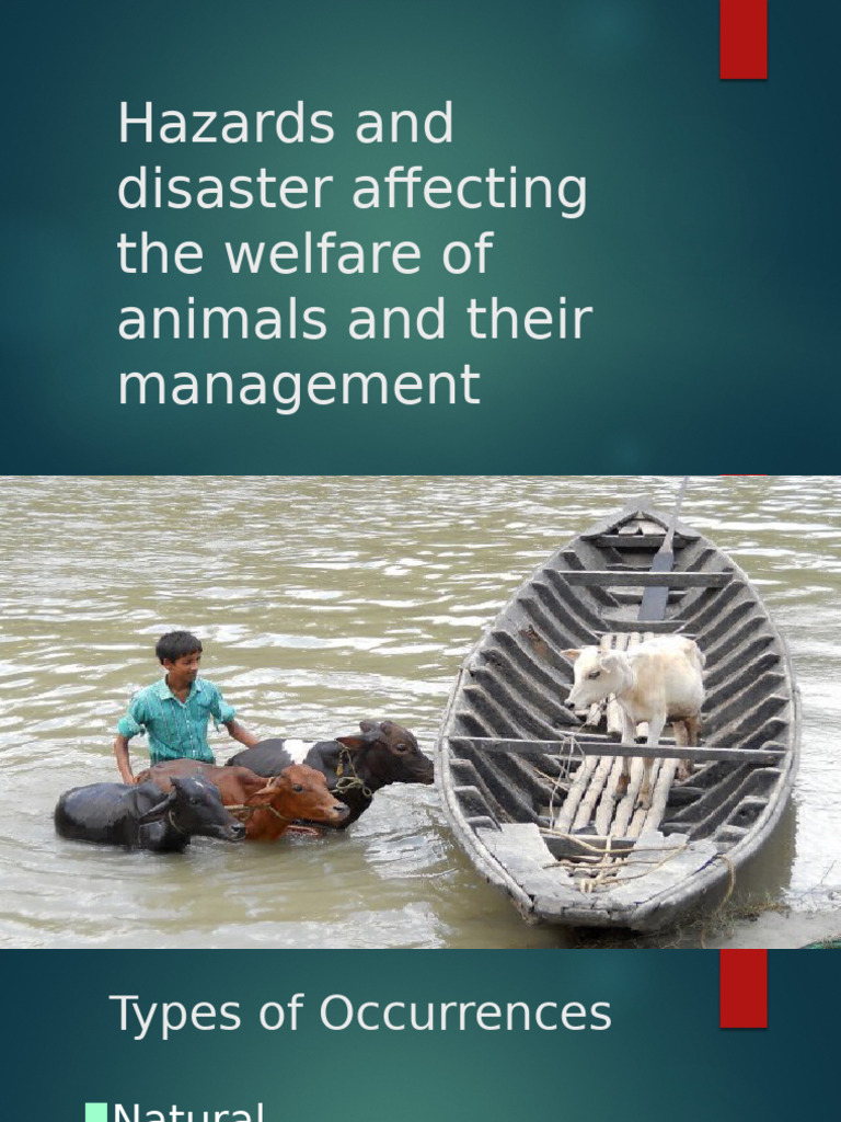 Hazards and Disaster Affecting The Welfare of Animals | PDF | Avian ...