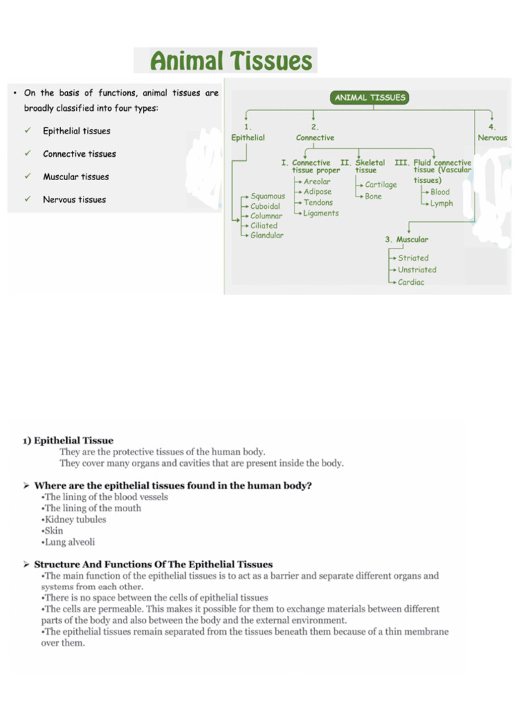 Animal Tissue Class 9 | PDF
