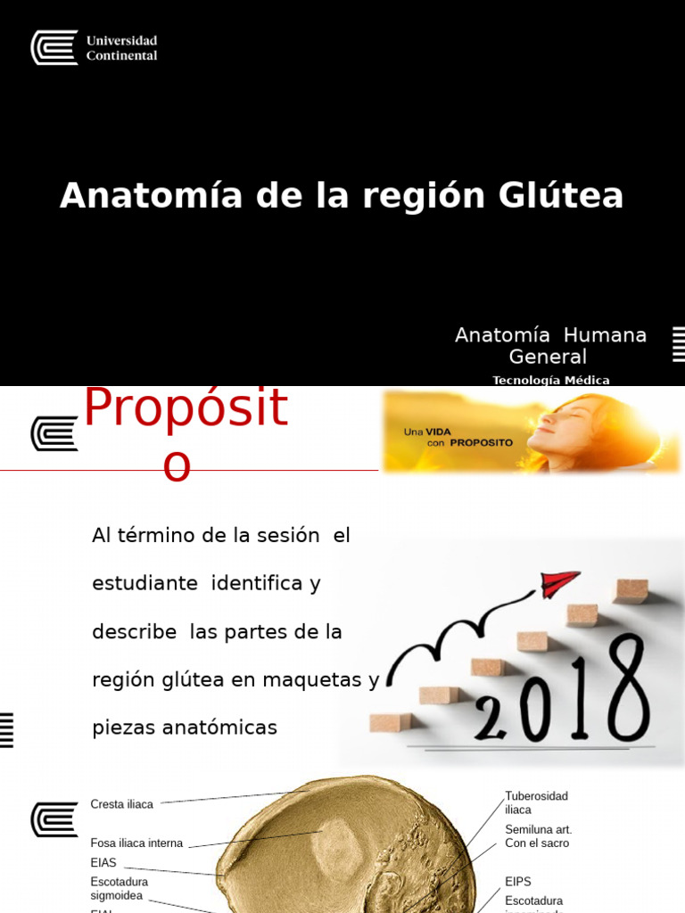 Anatomía y Músculos de la Región Glútea | PDF | Nalgas | Anatomía del ...