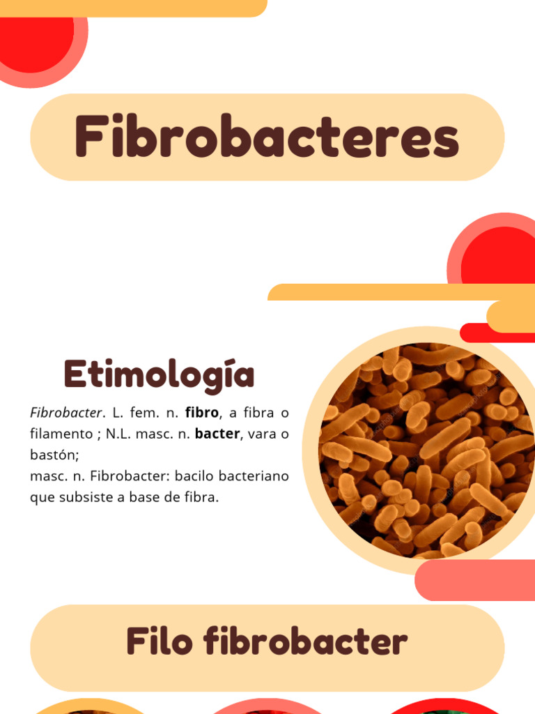 Fibrobacteres | PDF | Celulosa | Fibra dietética
