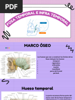 Región Fosa Cigomática | PDF | Anatomía | Cabeza y cuello humanos